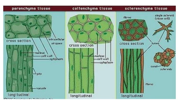 Simple and complex tissue (permanent tissue) | PDF | Biological ...
