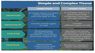 Simple and complex tissue (permanent tissue) | PDF