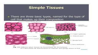 Simple and complex tissue (permanent tissue) | PDF