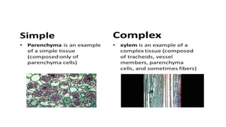 Simple and complex tissue (permanent tissue) | PDF | Biological ...