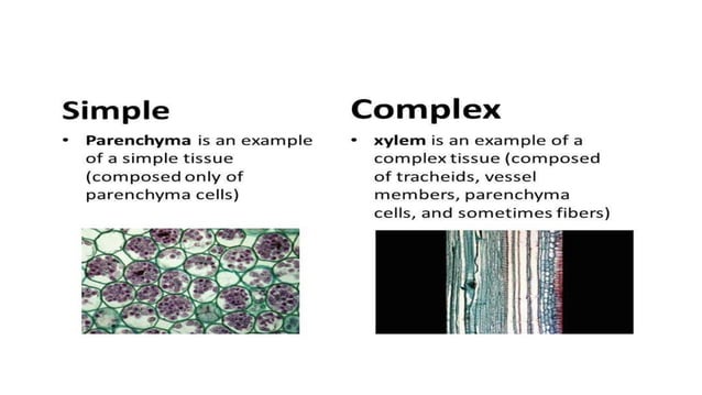 Simple and complex tissue (permanent tissue) | PDF | Biological ...