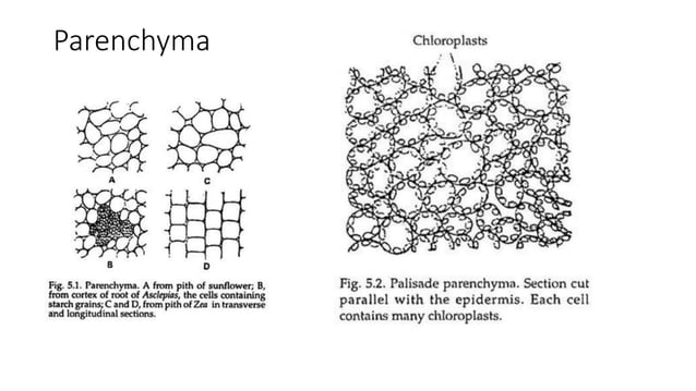 Simple and complex tissue (permanent tissue) | PDF | Biological ...