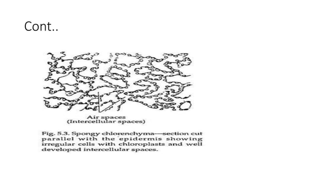 Simple and complex tissue (permanent tissue) | PDF | Biological ...