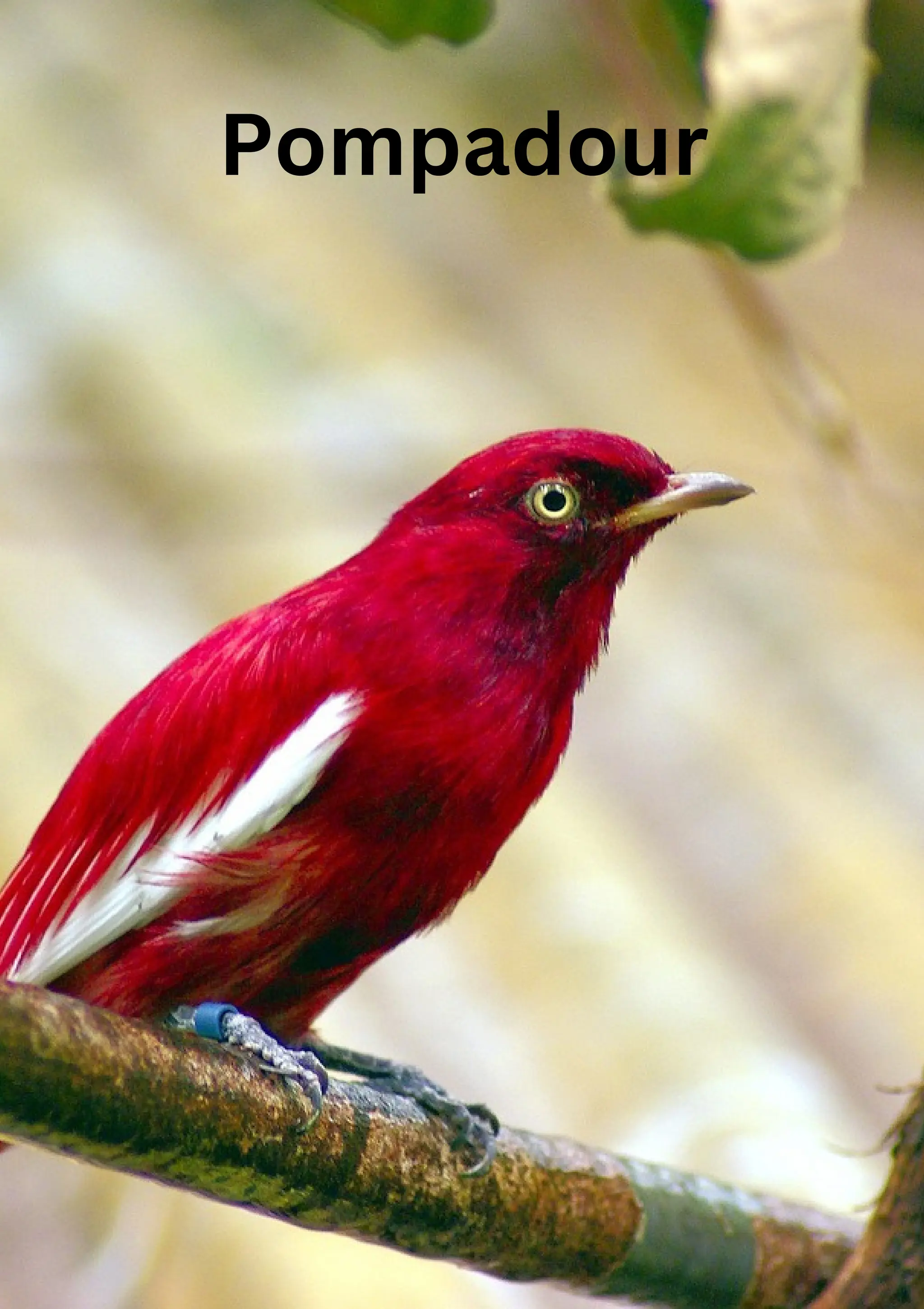 Simple Coloring Pages Worksheet For 15 Birds.pdf