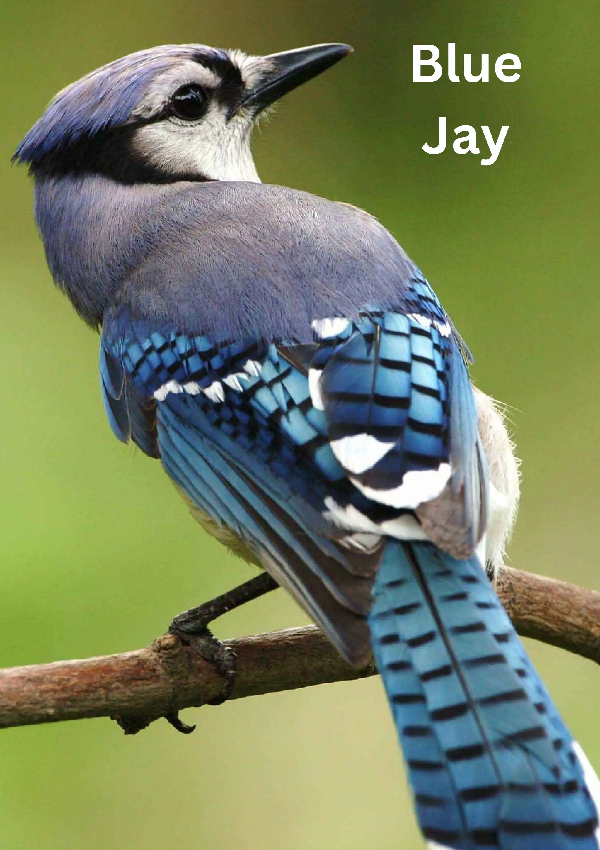 Simple Coloring Pages Worksheet For 15 Birds.pdf