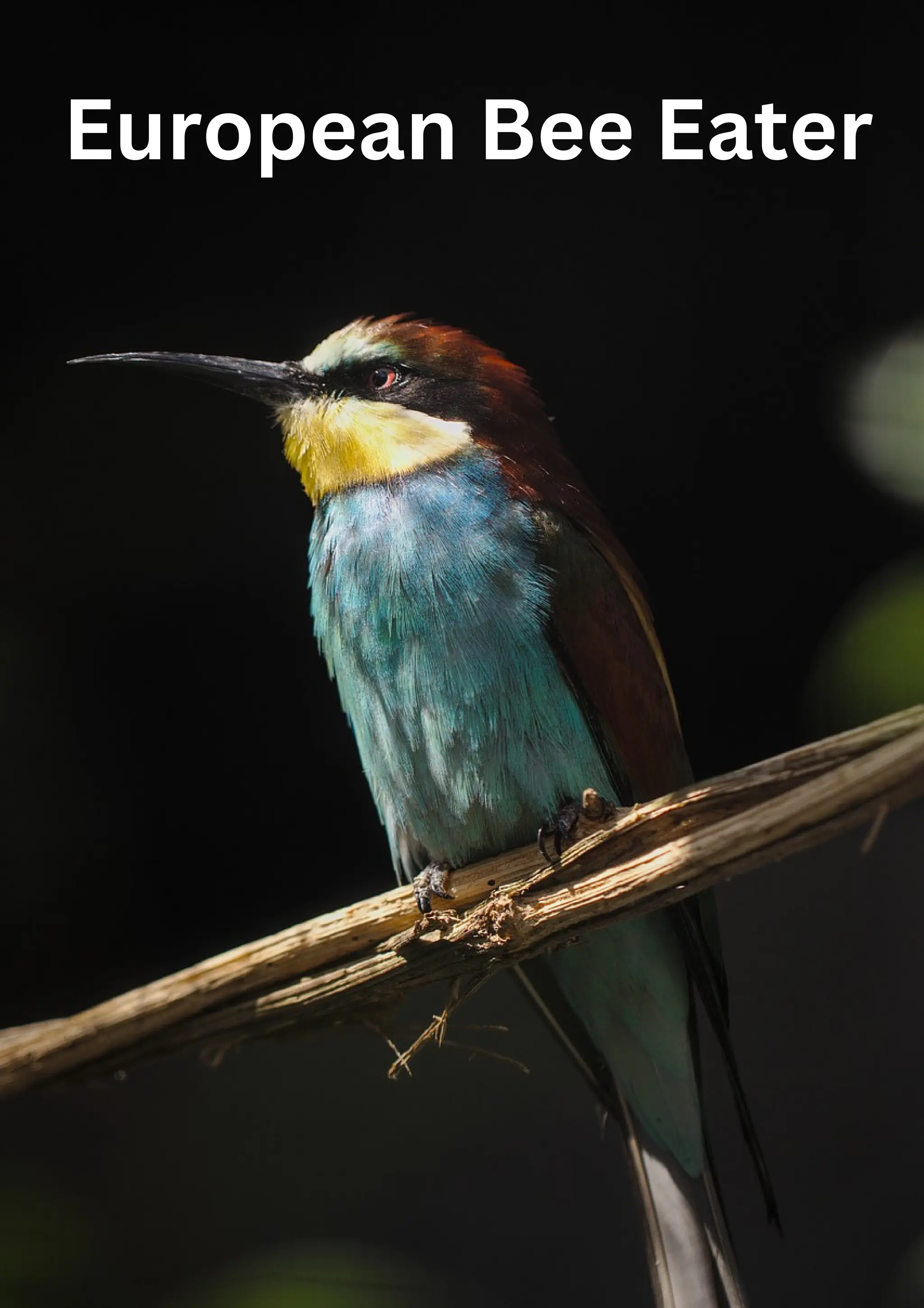 Simple Coloring Pages Worksheet For 15 Birds.pdf