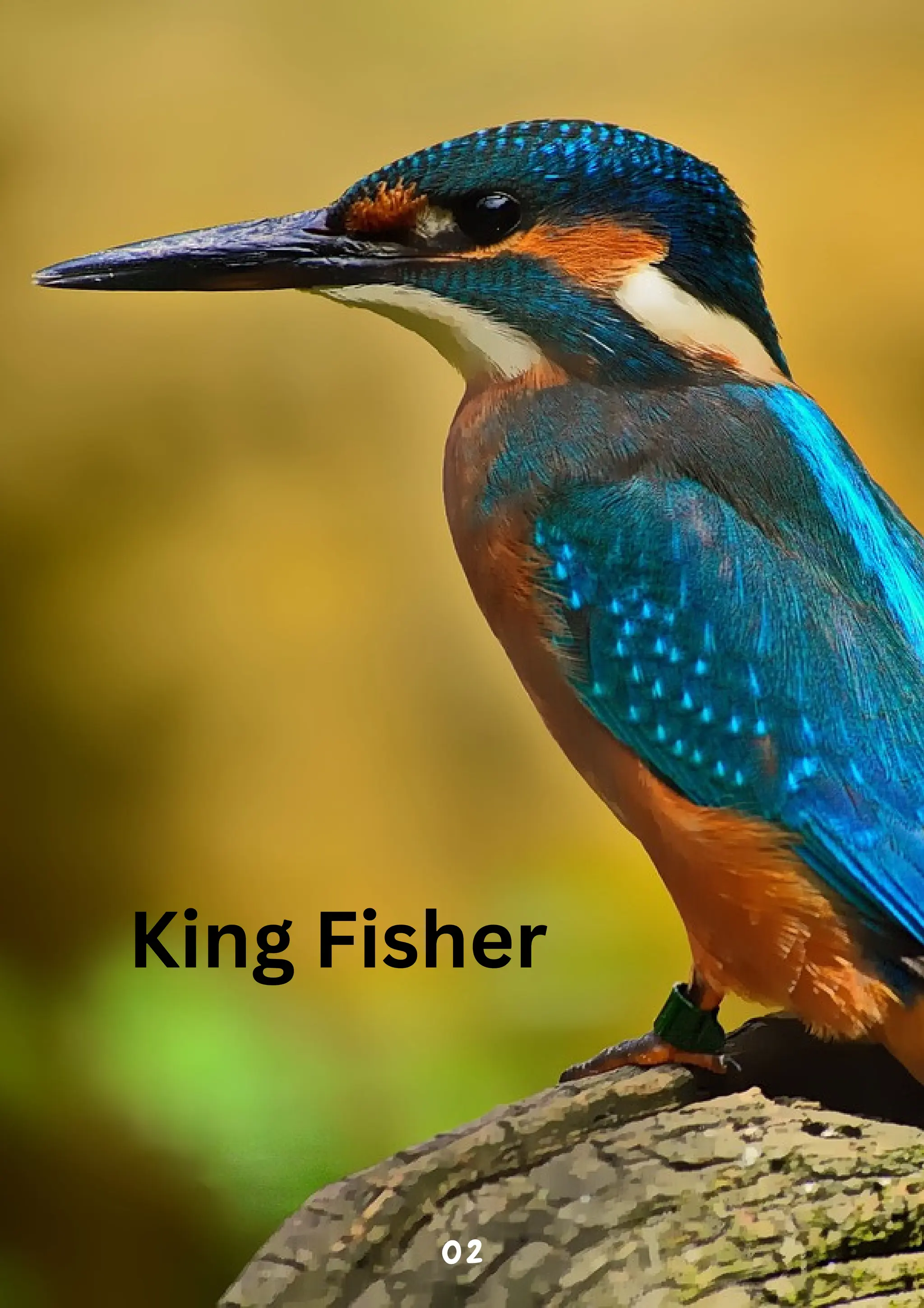 Simple Coloring Pages Worksheet For 15 Birds.pdf