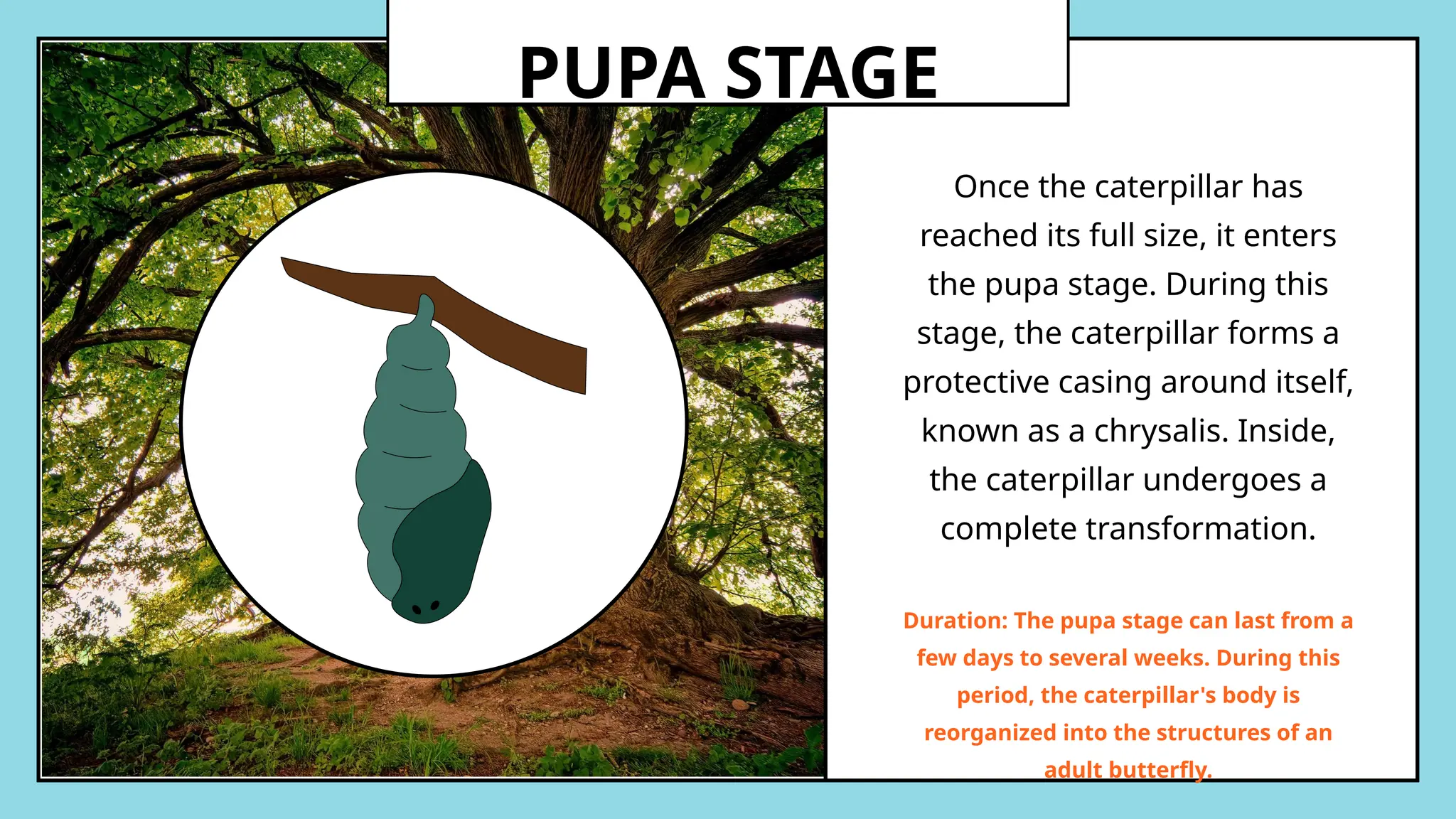 Simple Illustrative Butterfly Life Cycle Infographic.pptx