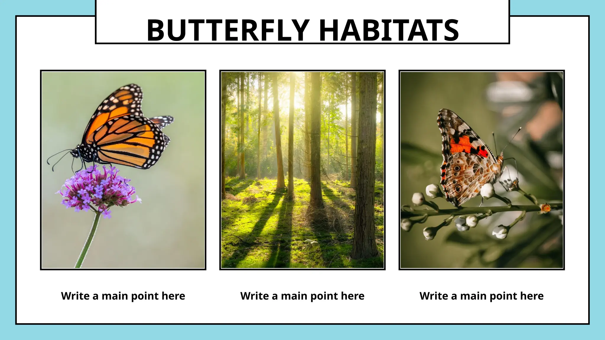 Simple Illustrative Butterfly Life Cycle Infographic.pptx