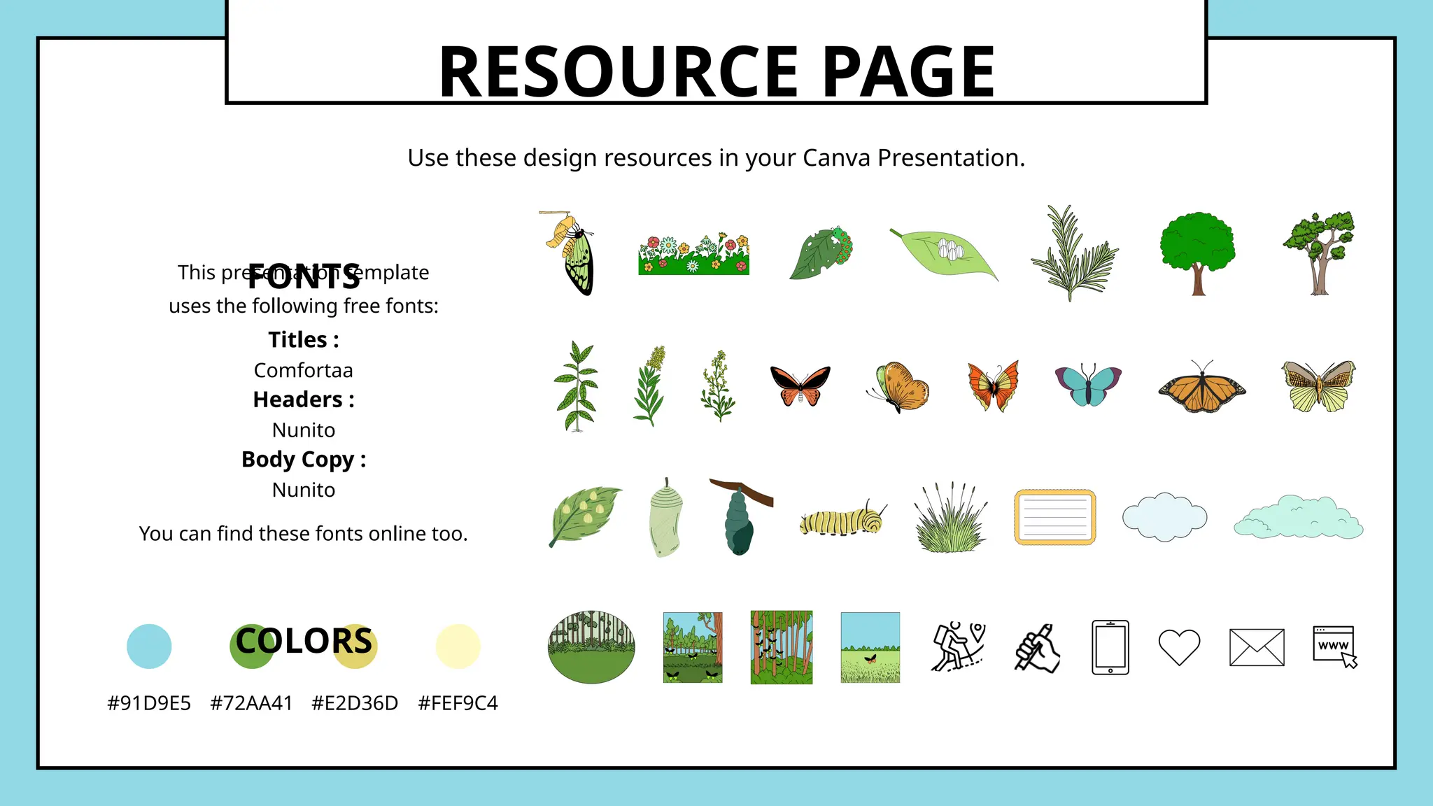 Simple Illustrative Butterfly Life Cycle Infographic.pptx