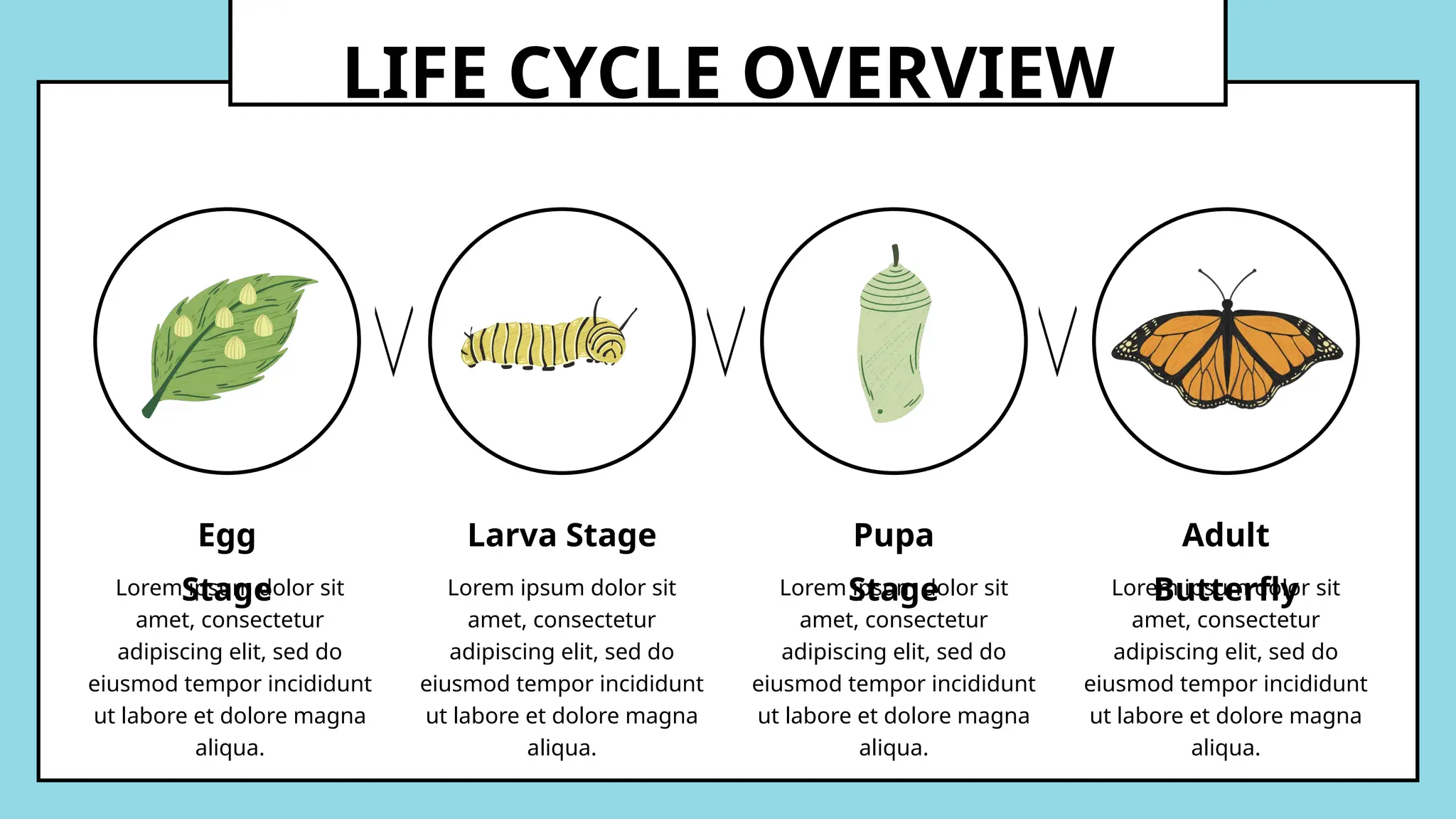 Simple Illustrative Butterfly Life Cycle Infographic.pptx