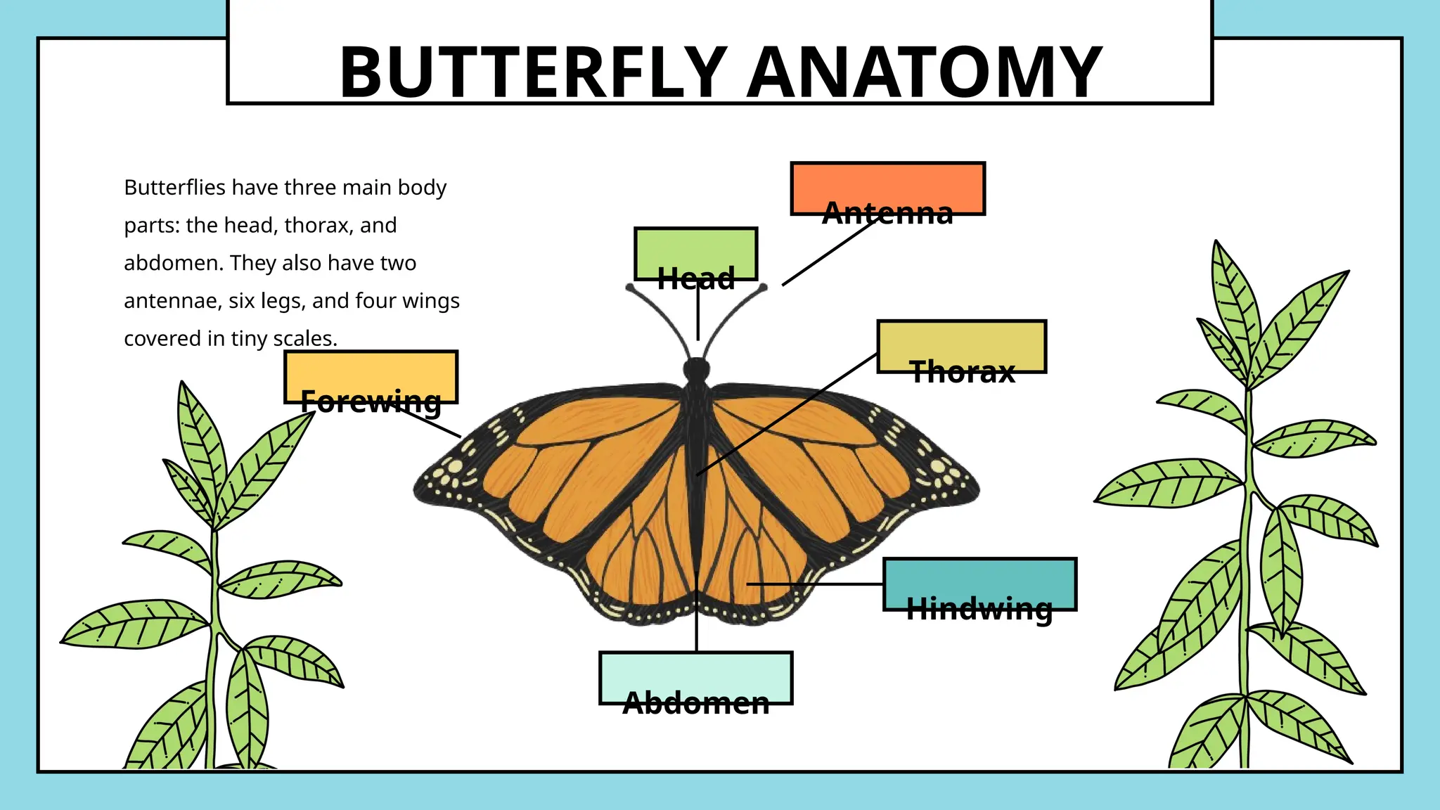 Simple Illustrative Butterfly Life Cycle Infographic.pptx