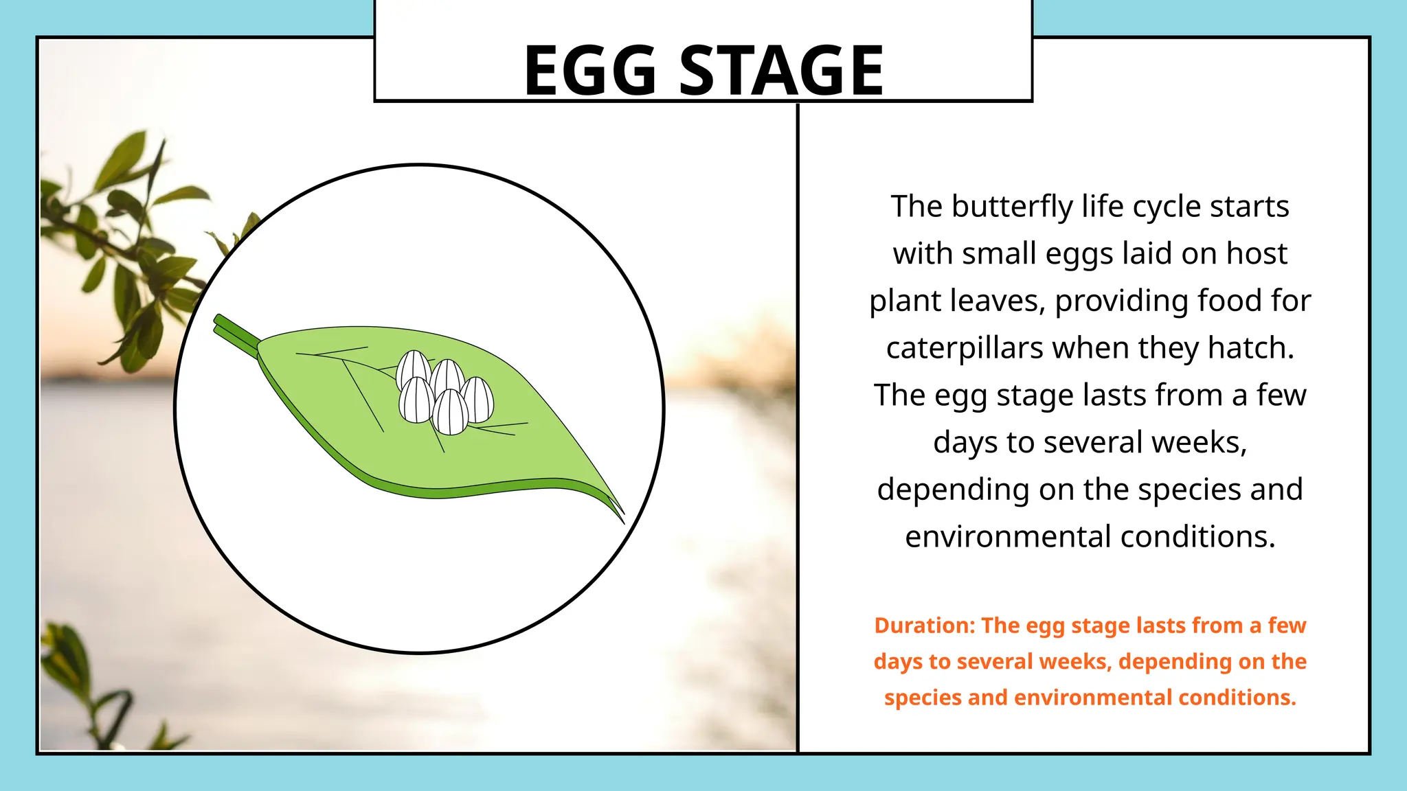 Simple Illustrative Butterfly Life Cycle Infographic.pptx