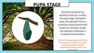 Simple Illustrative Butterfly Life Cycle Infographic.pptx