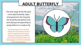 Simple Illustrative Butterfly Life Cycle Infographic.pptx ...