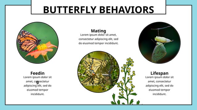 Simple Illustrative Butterfly Life Cycle Infographic.pptx ...