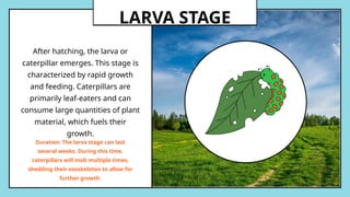 Simple Illustrative Butterfly Life Cycle Infographic.pptx