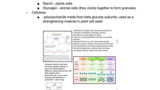 Simple Introduction to Biochemistry - carbohydrates.pptx