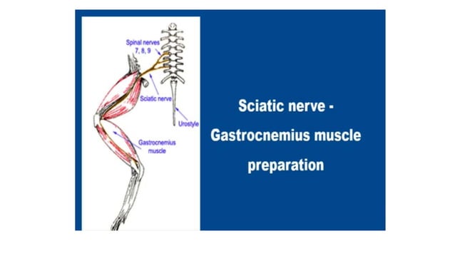 simple muscle twitch Practical guide to identify muscle twitch | PPTX
