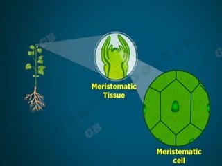 simple permanent tissue 9th tissue .pptx