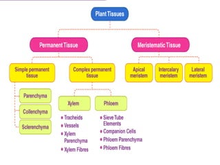 simple permanent tissue 9th tissue .pptx