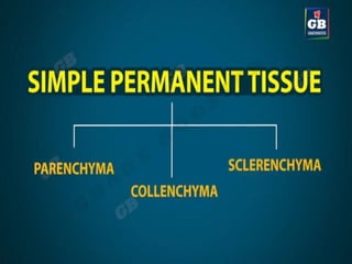 simple permanent tissue 9th tissue .pptx