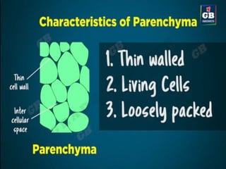 simple permanent tissue 9th tissue .pptx