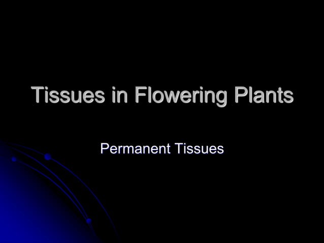 Simple permanent tissue | PDF