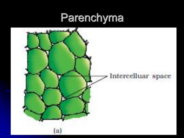 Simple permanent tissue | PDF