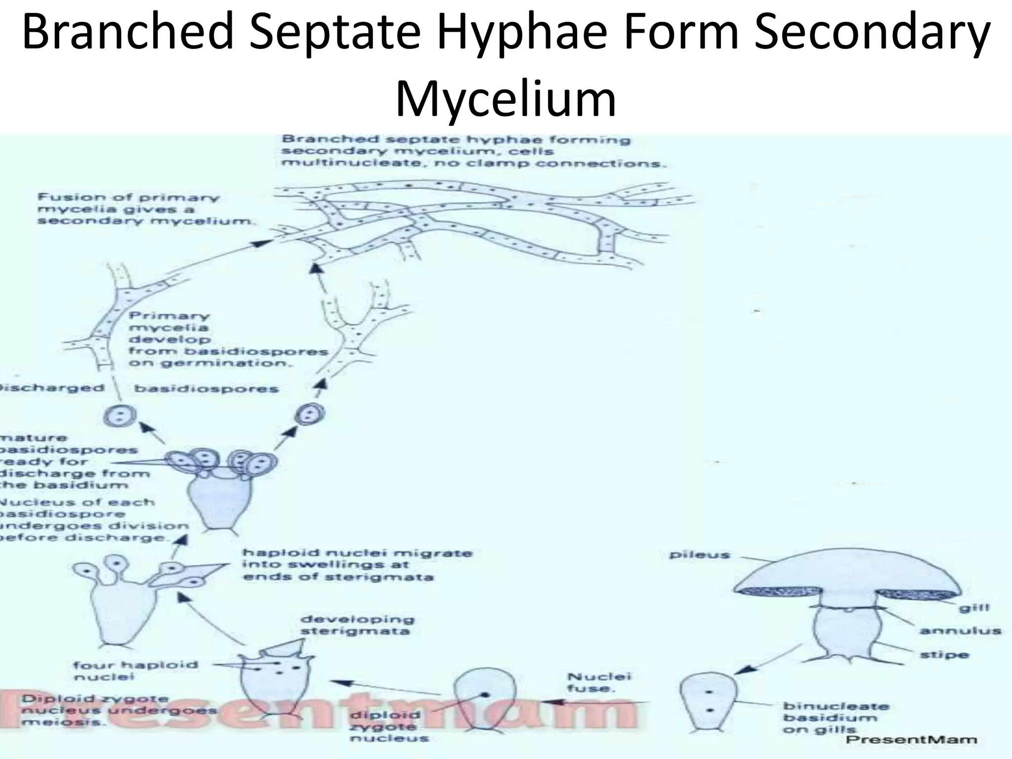 (Mushroom) Mucor life Cycle, | PPTX