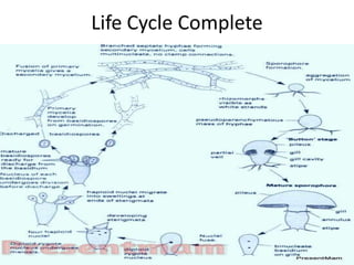 Mucor Life Cycle