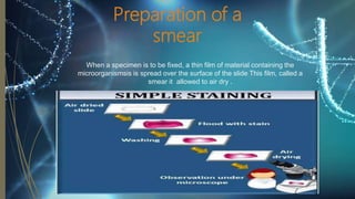 Simple staining Microbilogy | PPT