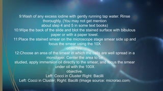 Simple staining Microbilogy | PPT