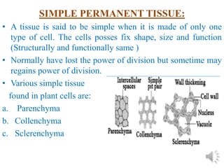 simple tissue.pptx