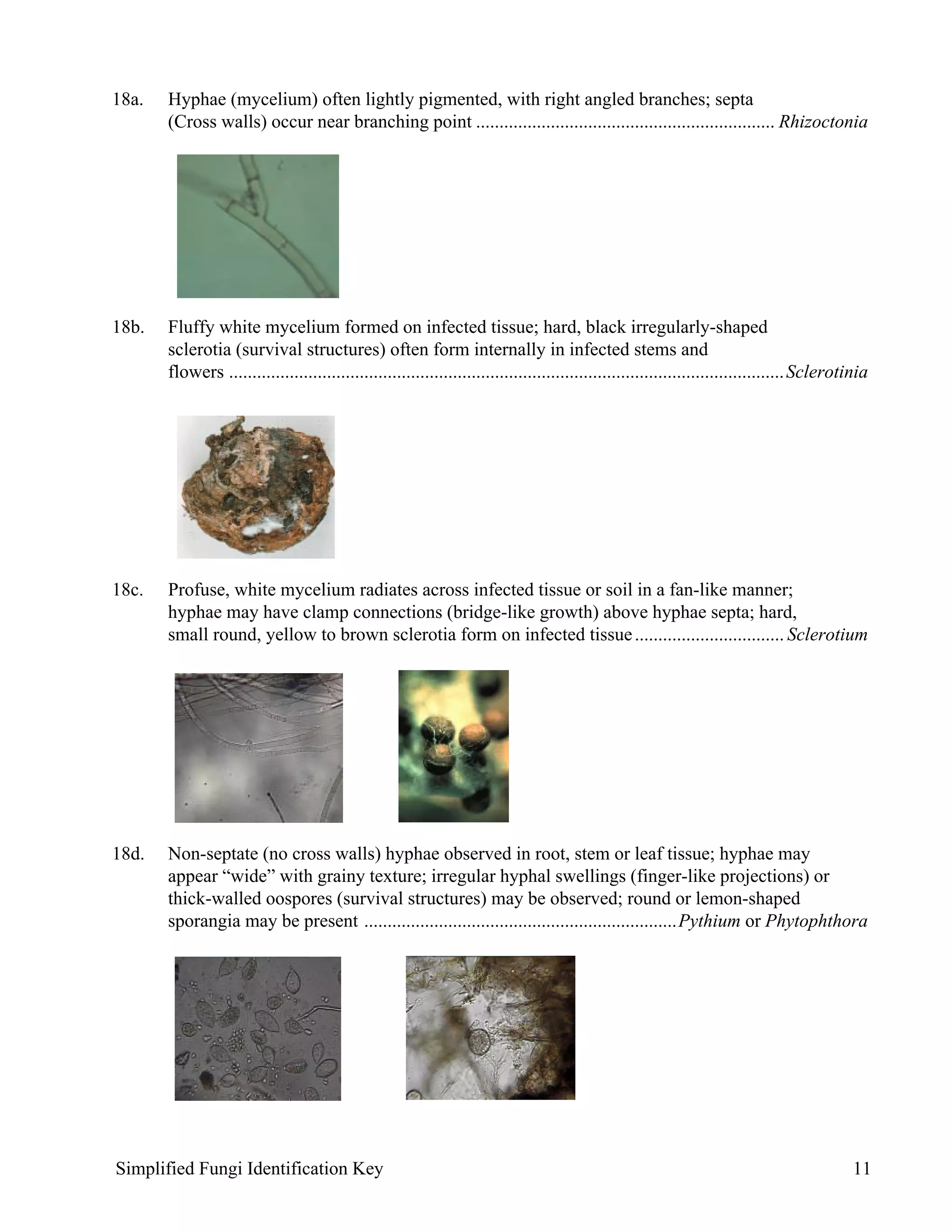 Simplified fungi identification key | PDF