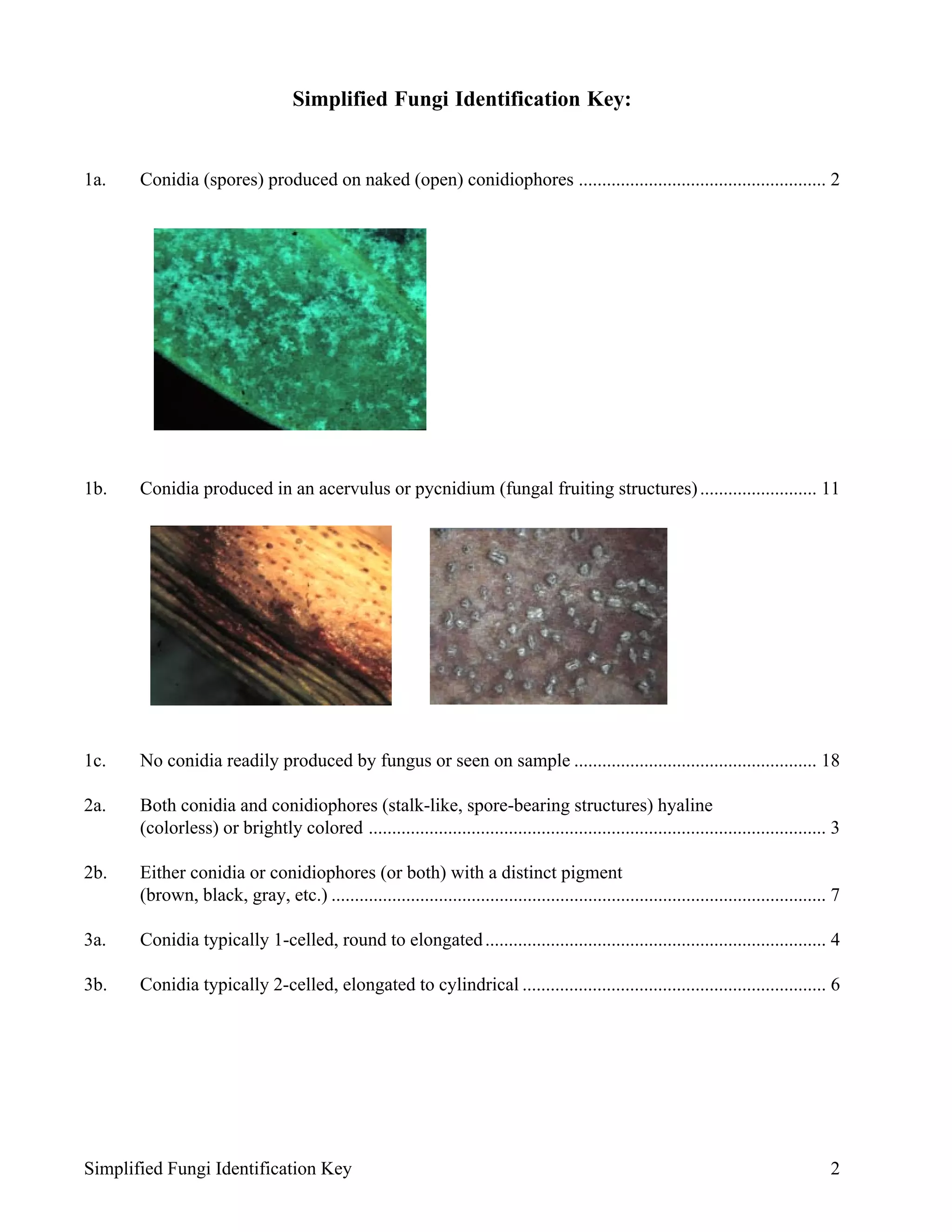 Simplified fungi identification key | PDF