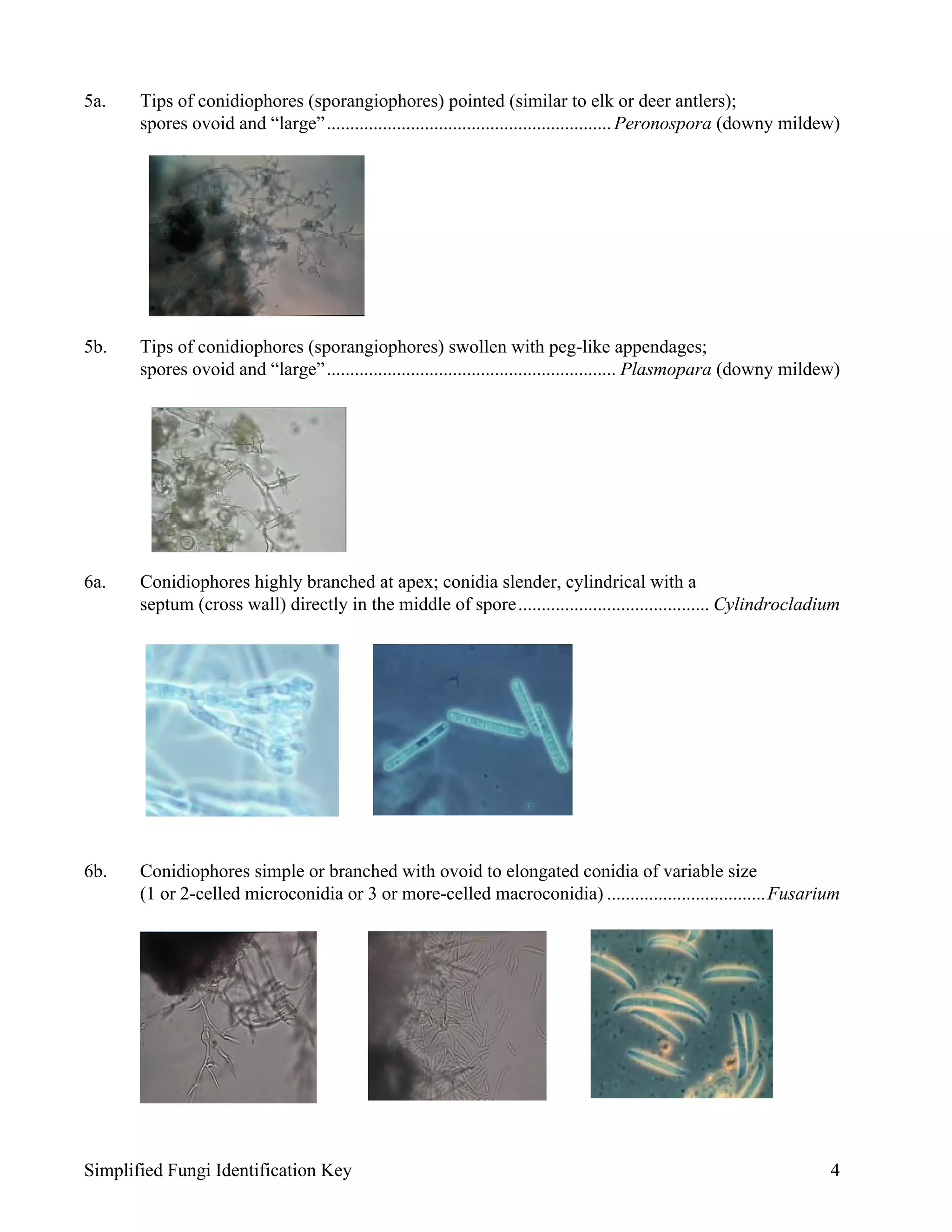 Simplified fungi identification key | PDF