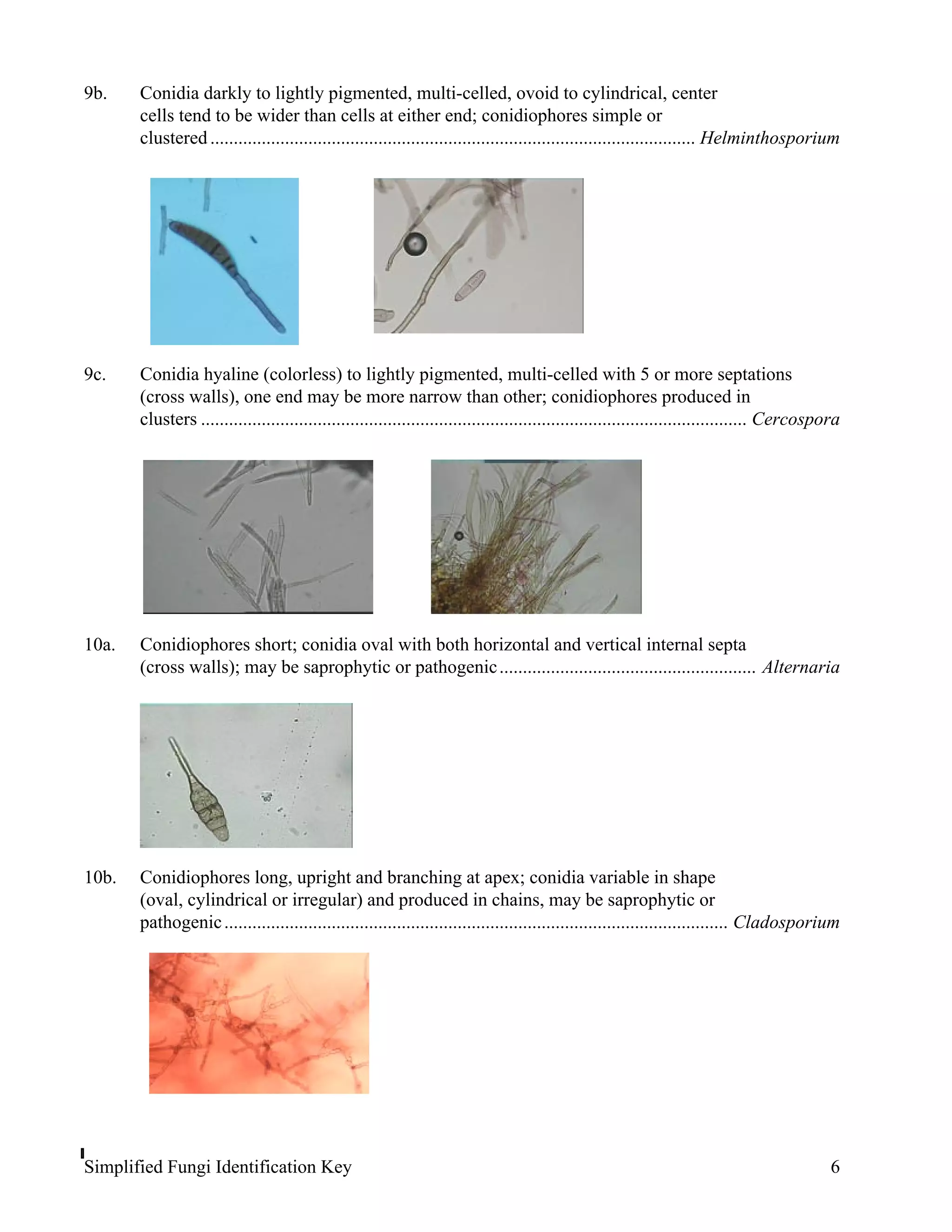 Simplified fungi identification key | PDF