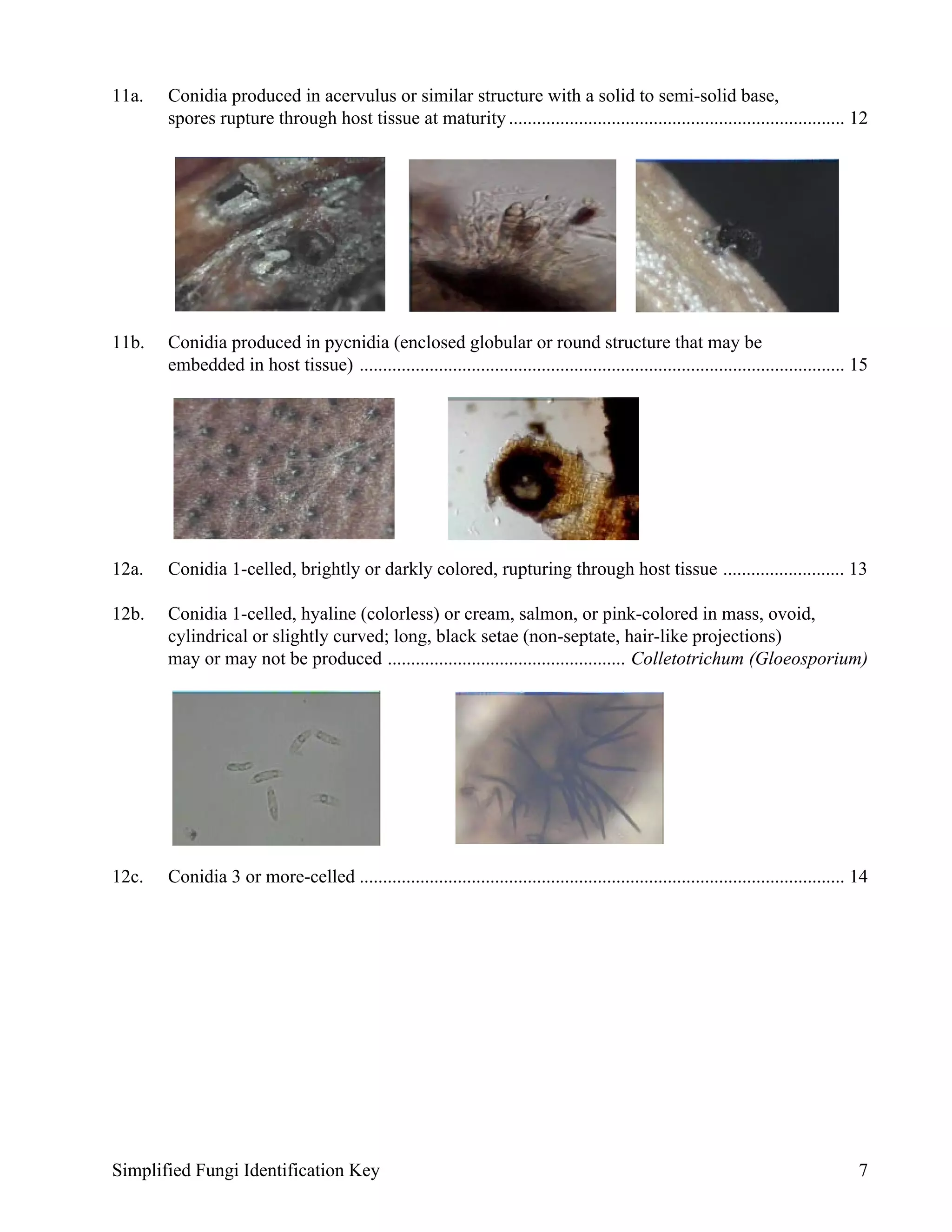 Simplified fungi identification key | PDF