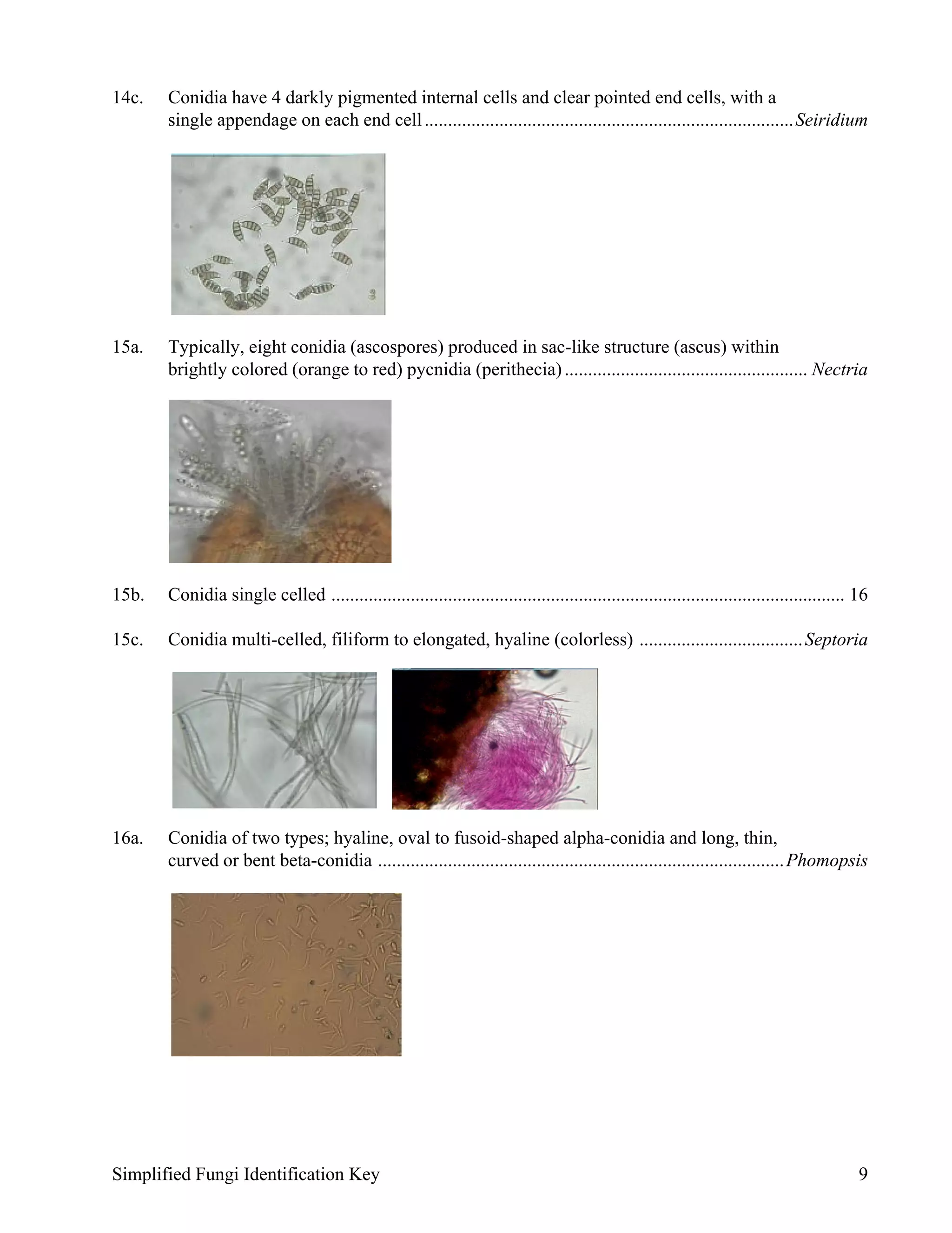 Simplified fungi identification key | PDF