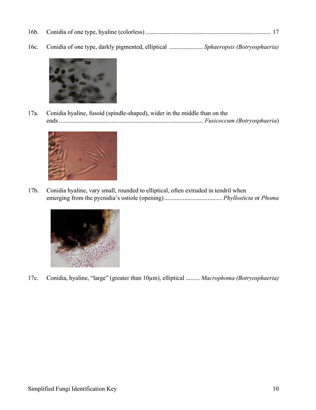Simplified fungi identification key | PDF