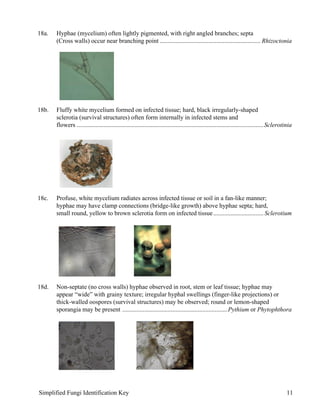 Simplified fungi identification key | PDF