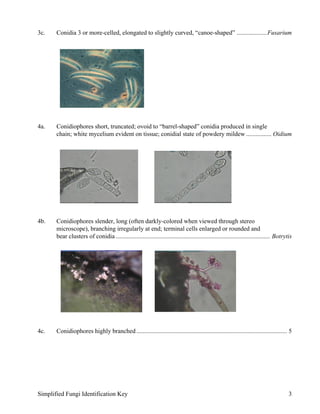 Simplified fungi identification key | PDF