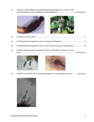 Simplified fungi identification key | PDF