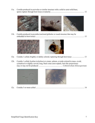 Simplified fungi identification key | PDF