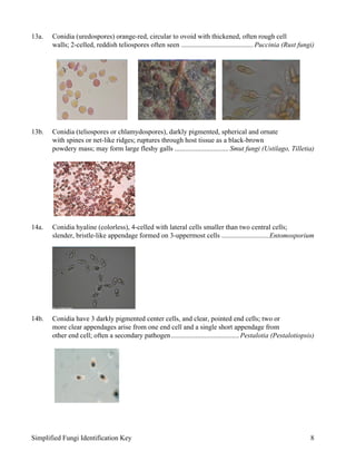 Simplified fungi identification key | PDF