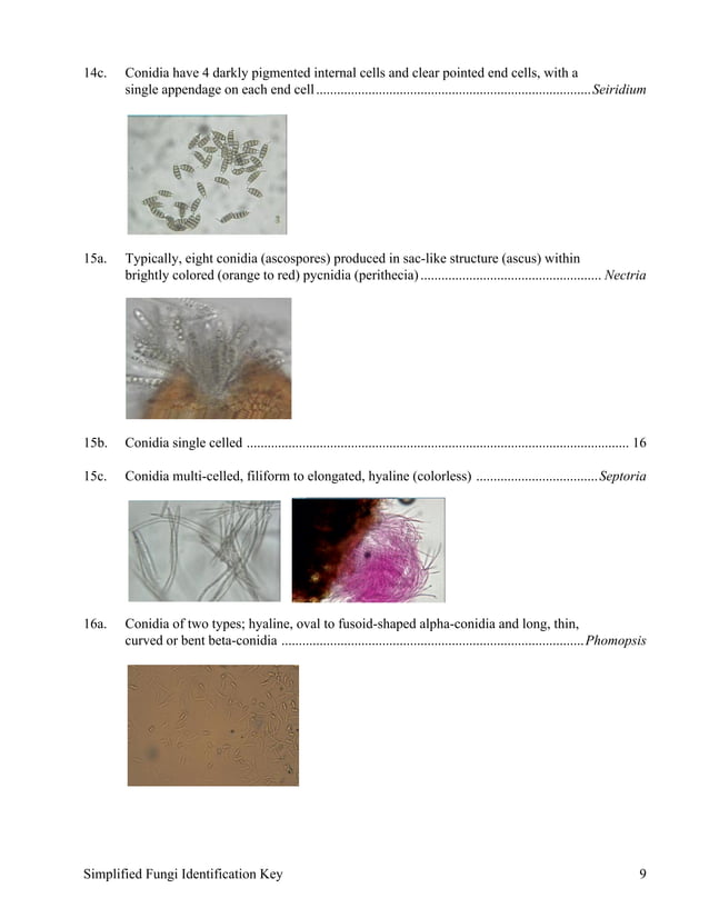 Simplified fungi identification key | PDF