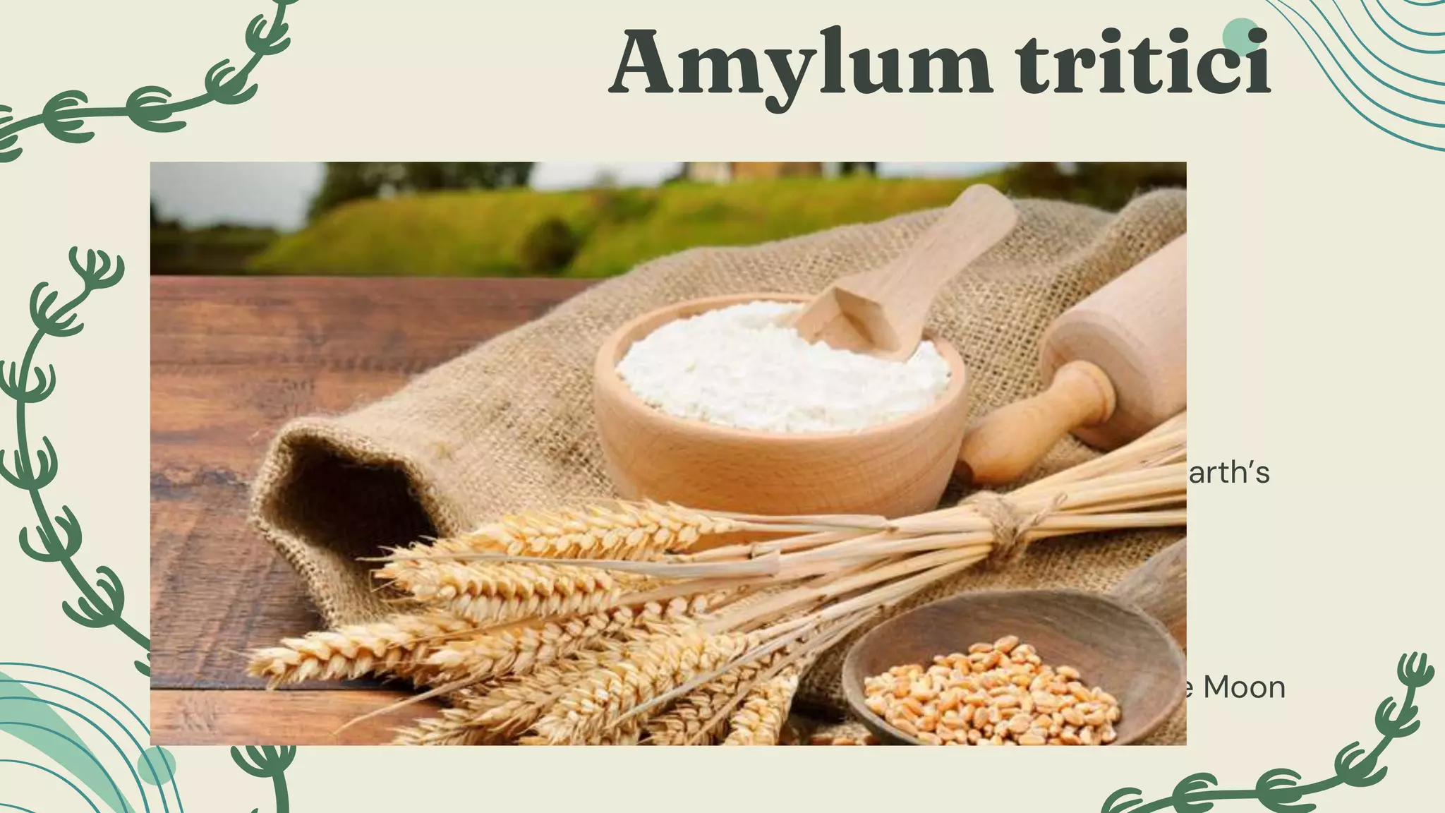 simplisia amylum.pptx