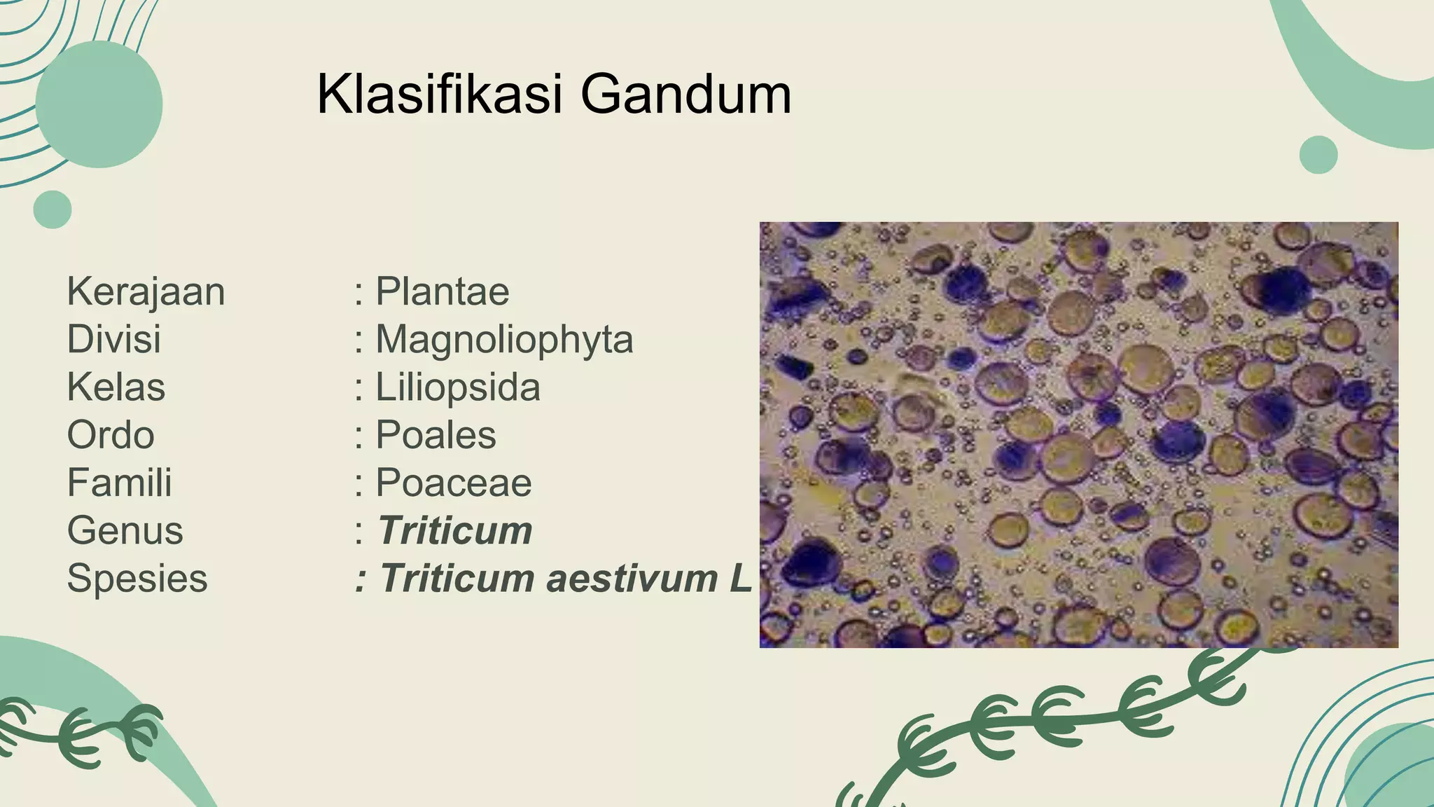 simplisia amylum.pptx