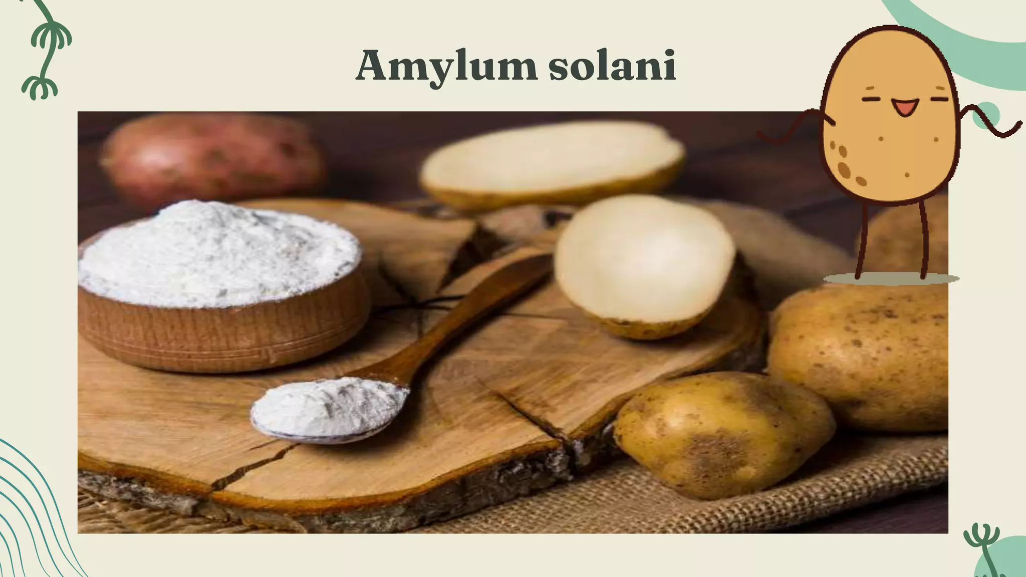 simplisia amylum.pptx